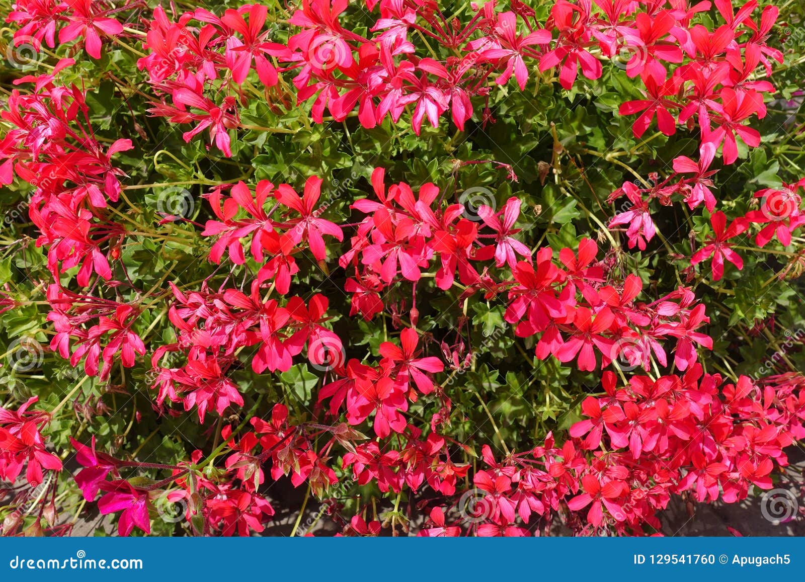 Bright Pink Flowers of Ivy-leaved Pelargonium Stock Photo - Image of ...