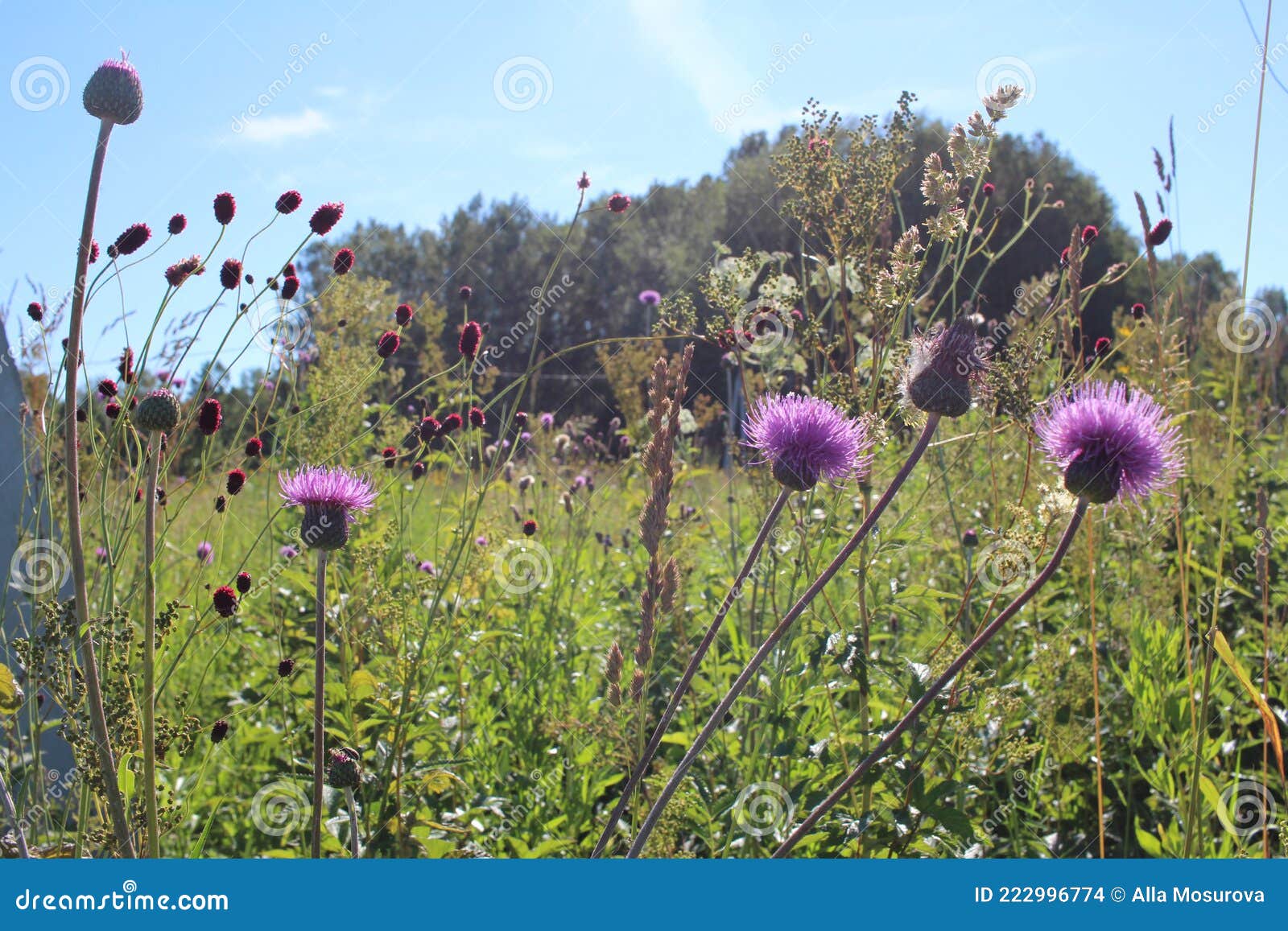 Bright Pink Flowers Prickly Weeds with Thorns in the Grass Burdock ...