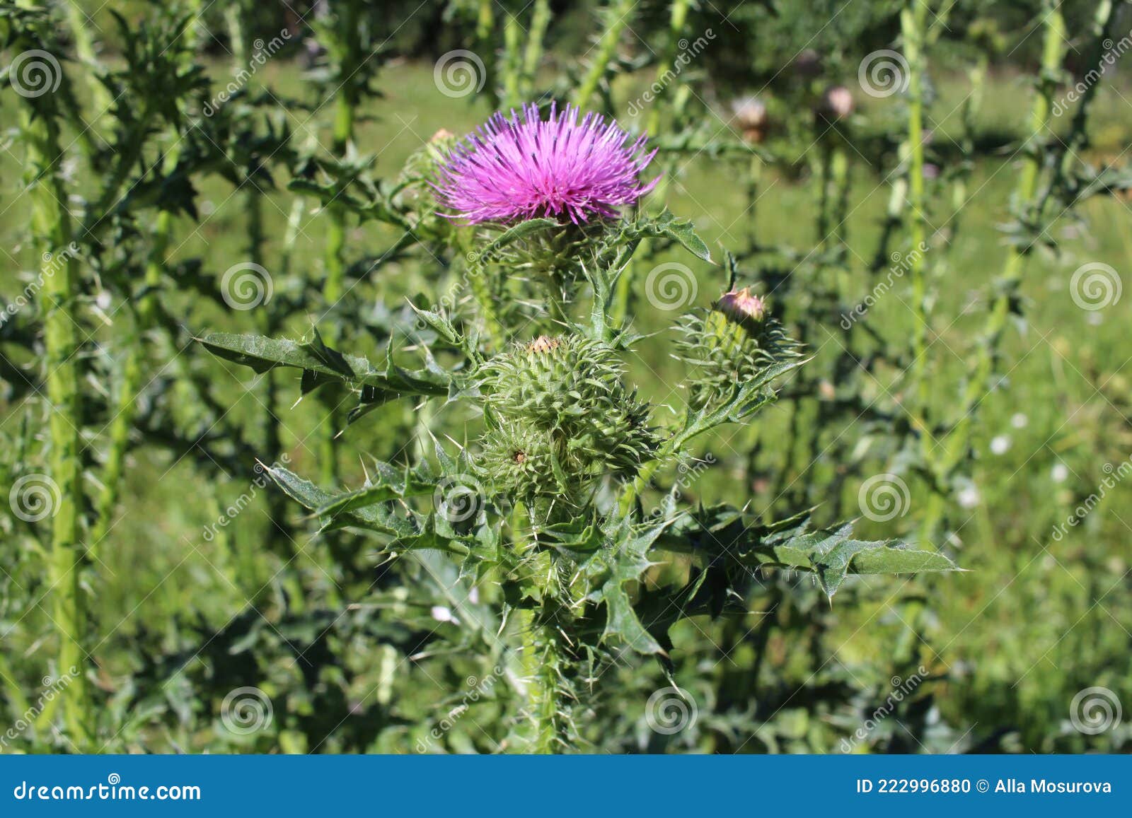 Bright Pink Flowers Prickly Weeds with Thorns in the Grass Burdock ...
