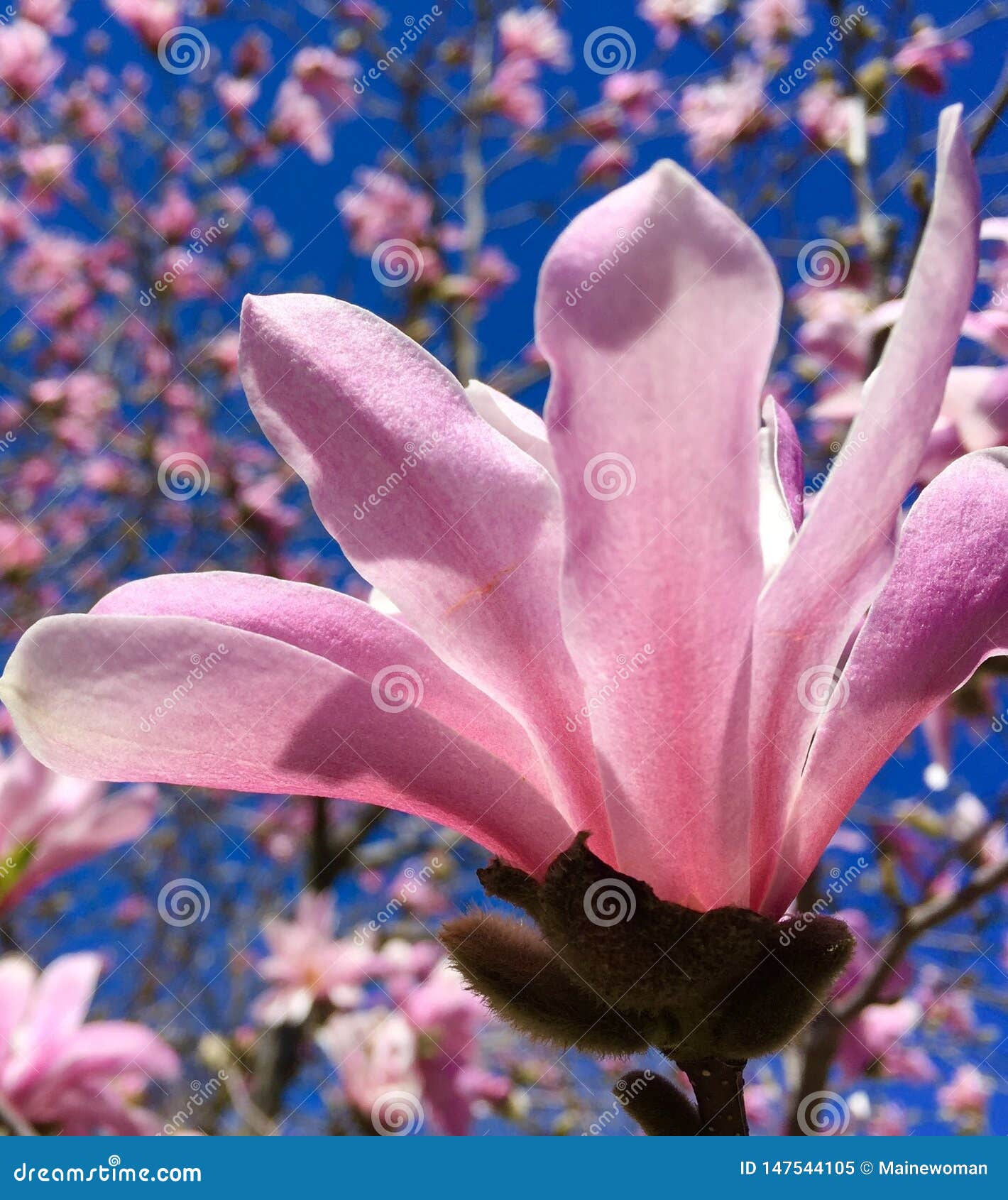 Bright Pink Flowers of the Tulip Tree, Spring Flowers in Central Maine ...