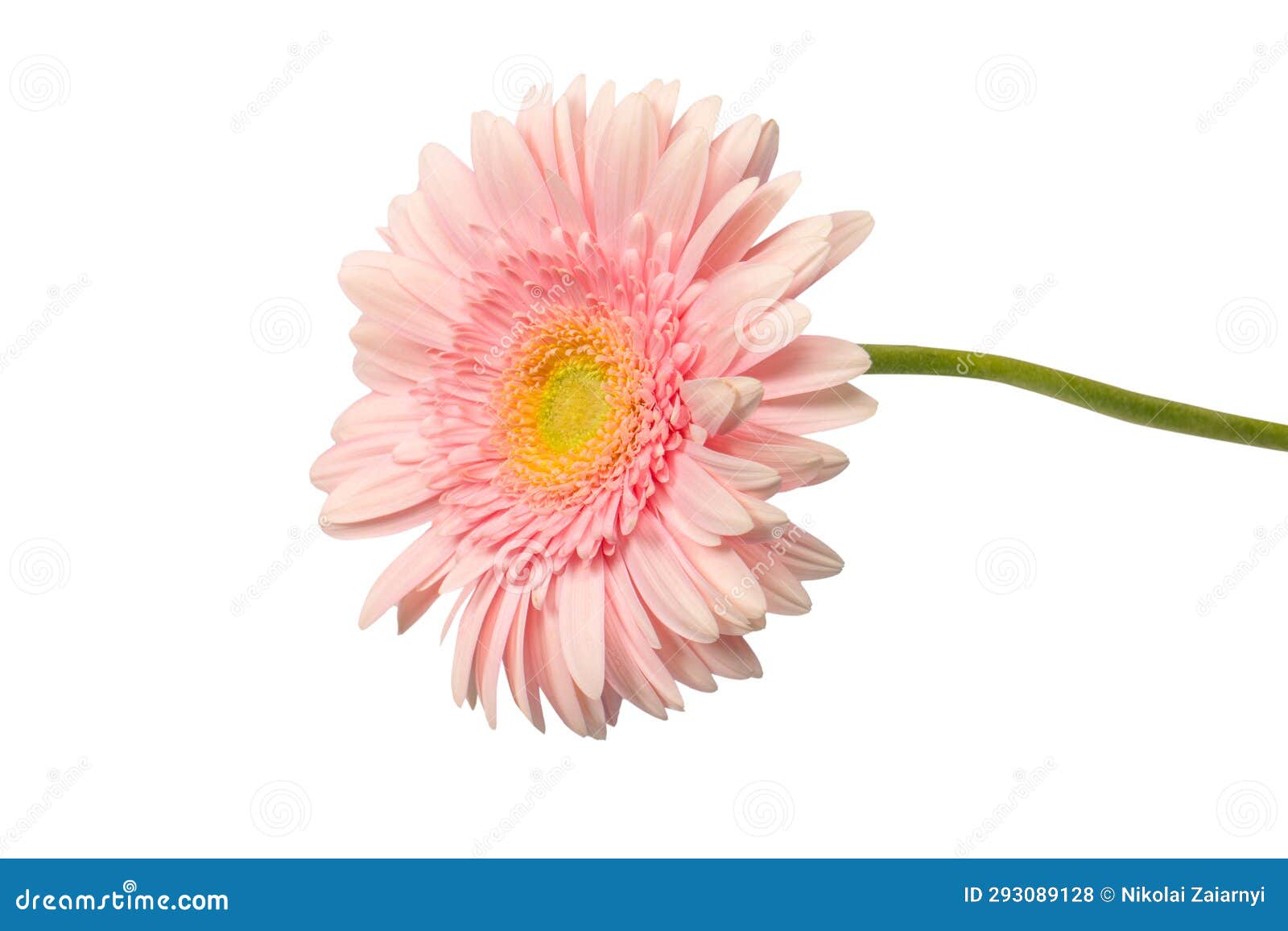 Bright Pink Gerbera Daisy Flower Isolated on a White Stock Photo ...