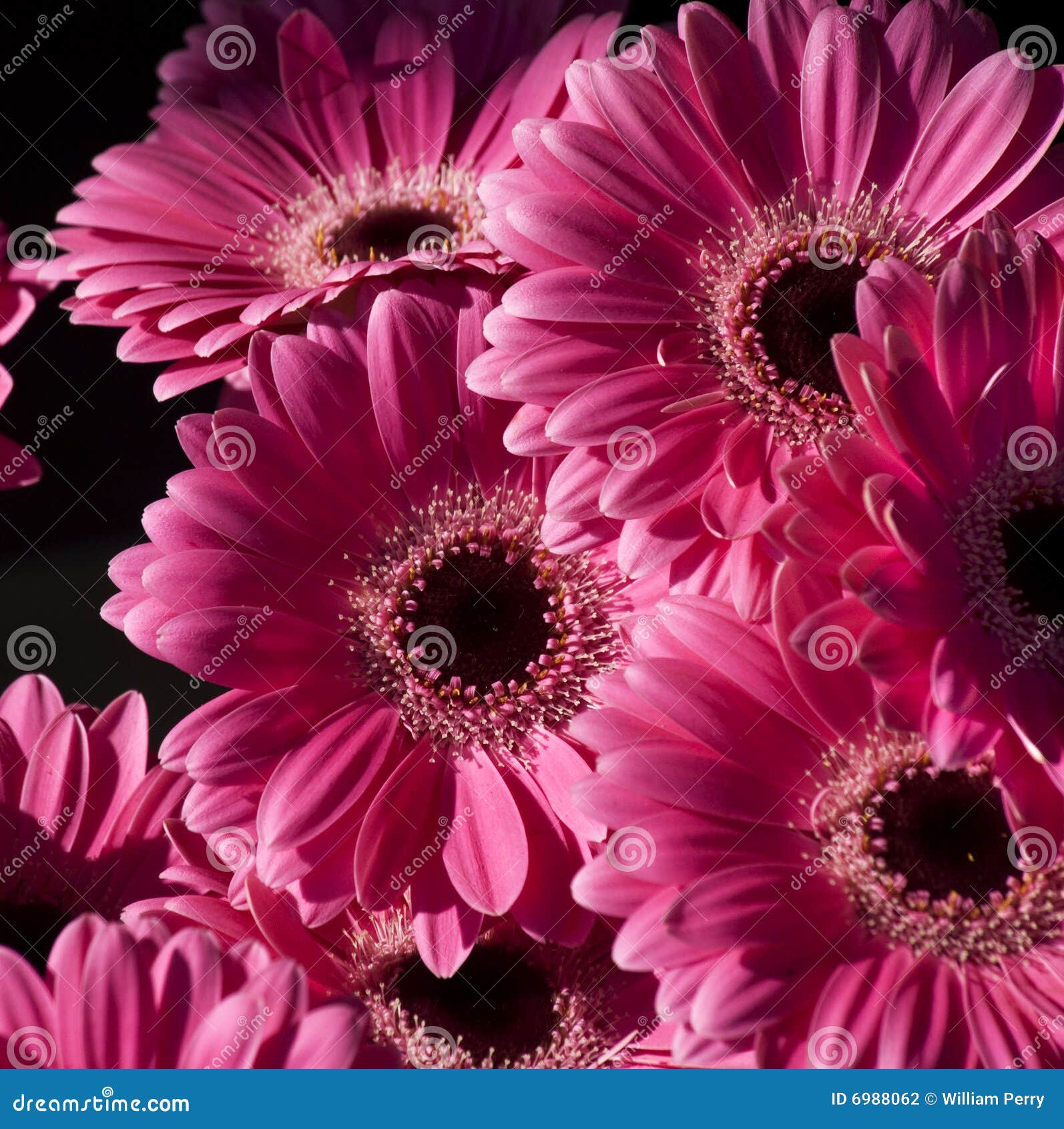 Bright Pink Gerbera Flowers Stock Photo - Image of plant, bright: 6988062