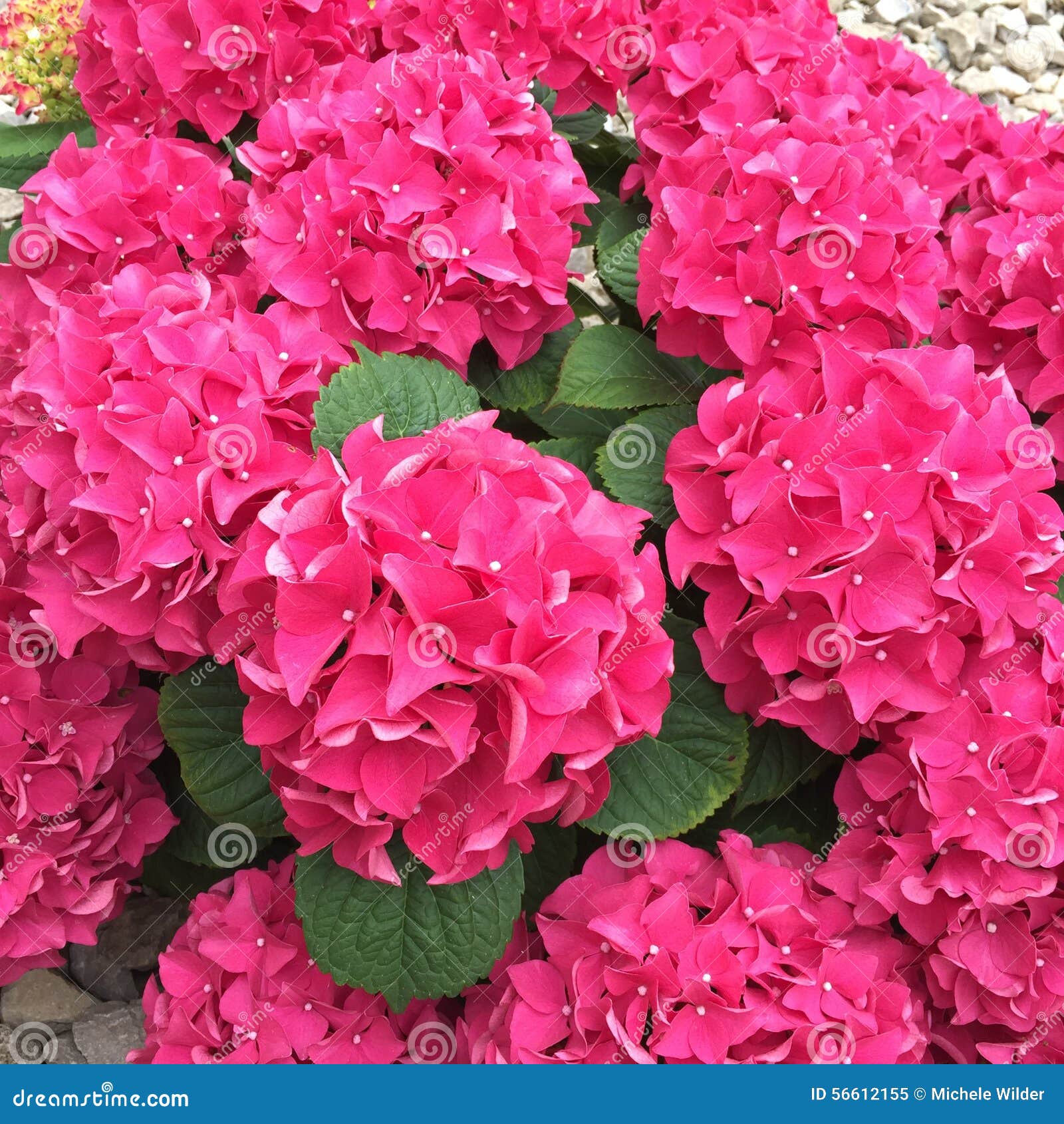 Bright pink hydrangea stock image. Image of hydrangea - 56612155