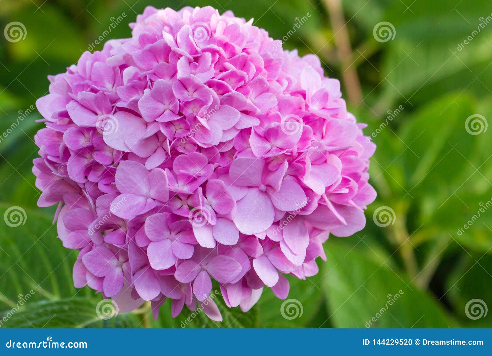 Bright Pink Hydrangea Blossom. Stock Photo - Image of blossom, bright ...