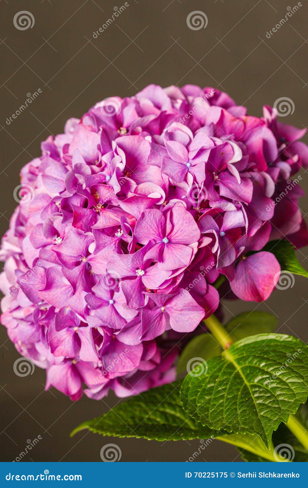 Bright Pink Hydrangea on Dark Background. Stock Image - Image of ...
