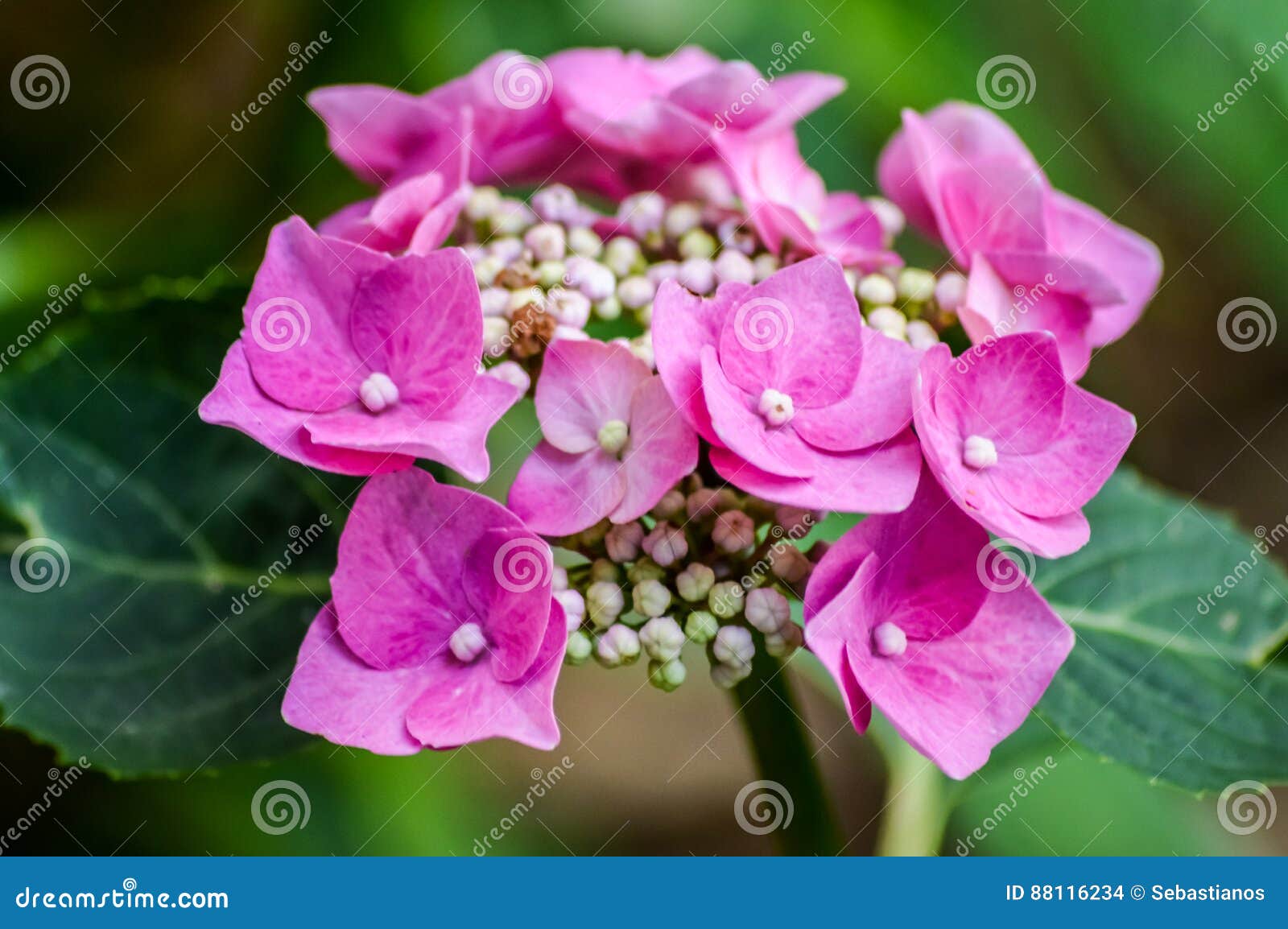 Bright Pink Hydrangea Flowers Stock Photo - Image of fragility, light ...