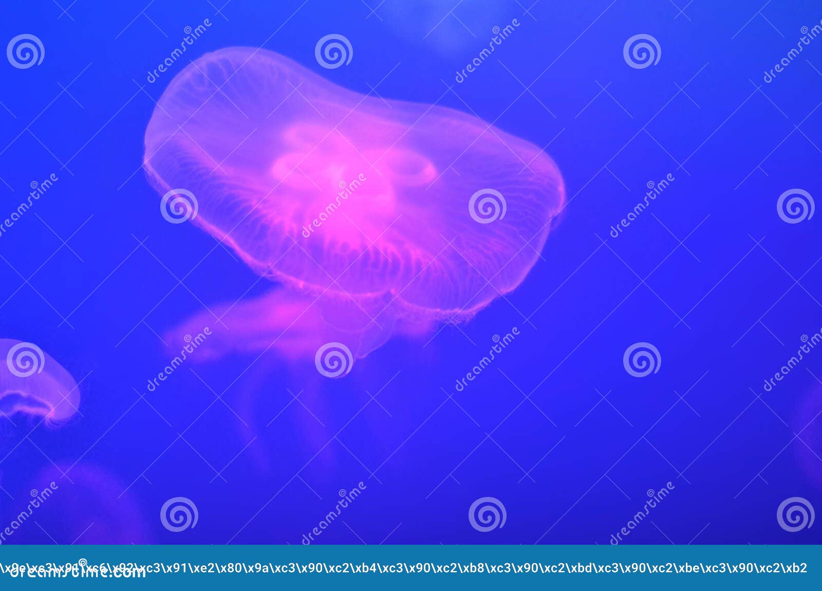 Bright Pink Jellyfish in Blue Water Stock Image - Image of climate ...