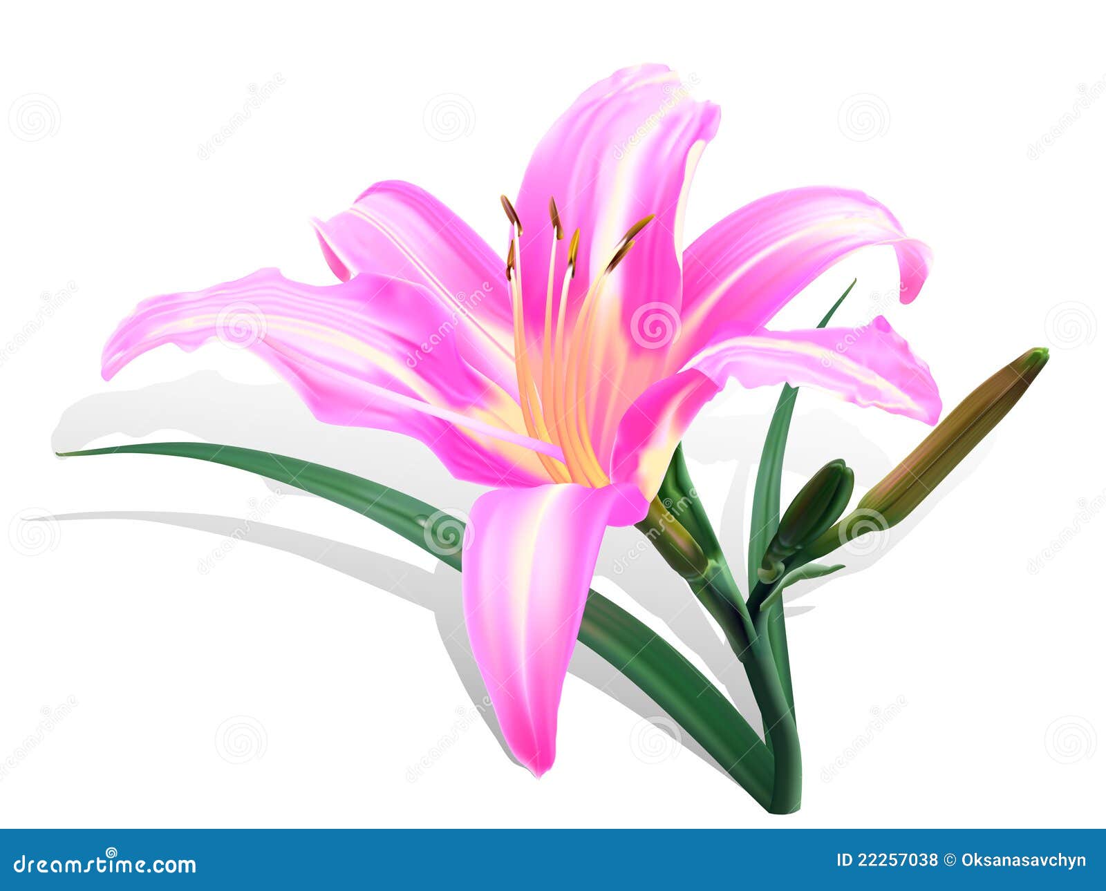 Bright pink lily stock vector. Illustration of realistic - 22257038