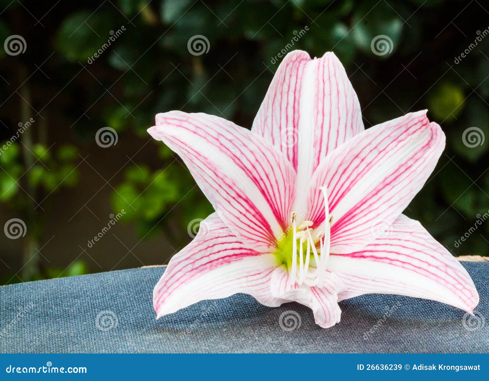 Bright pink lily stock image. Image of petal, fragrant - 26636239