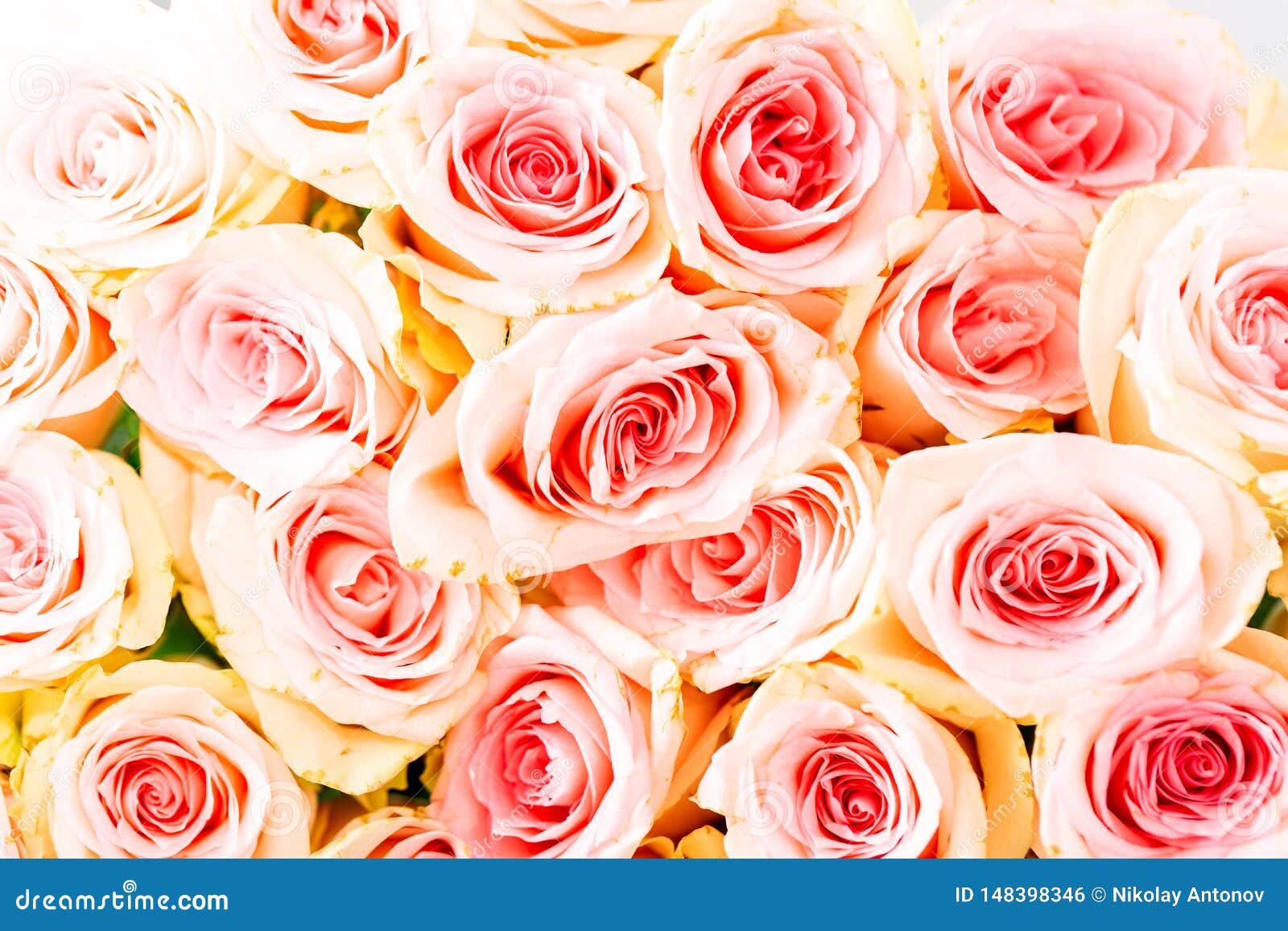 Bright Pink Natural Roses As a Background Stock Photo - Image of gift ...