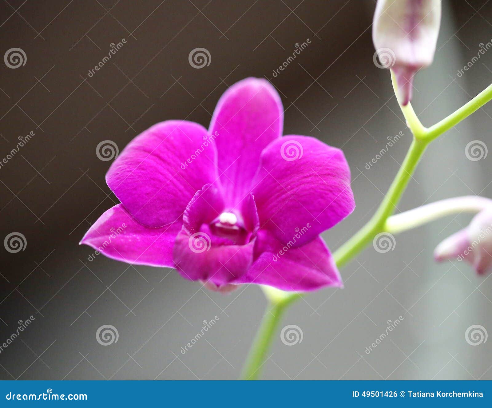 Bright pink orchids stock photo. Image of blossom, botany - 49501426