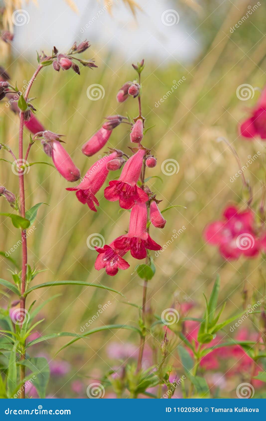 Bright pink Penstemon stock photo. Image of beautiful - 11020360