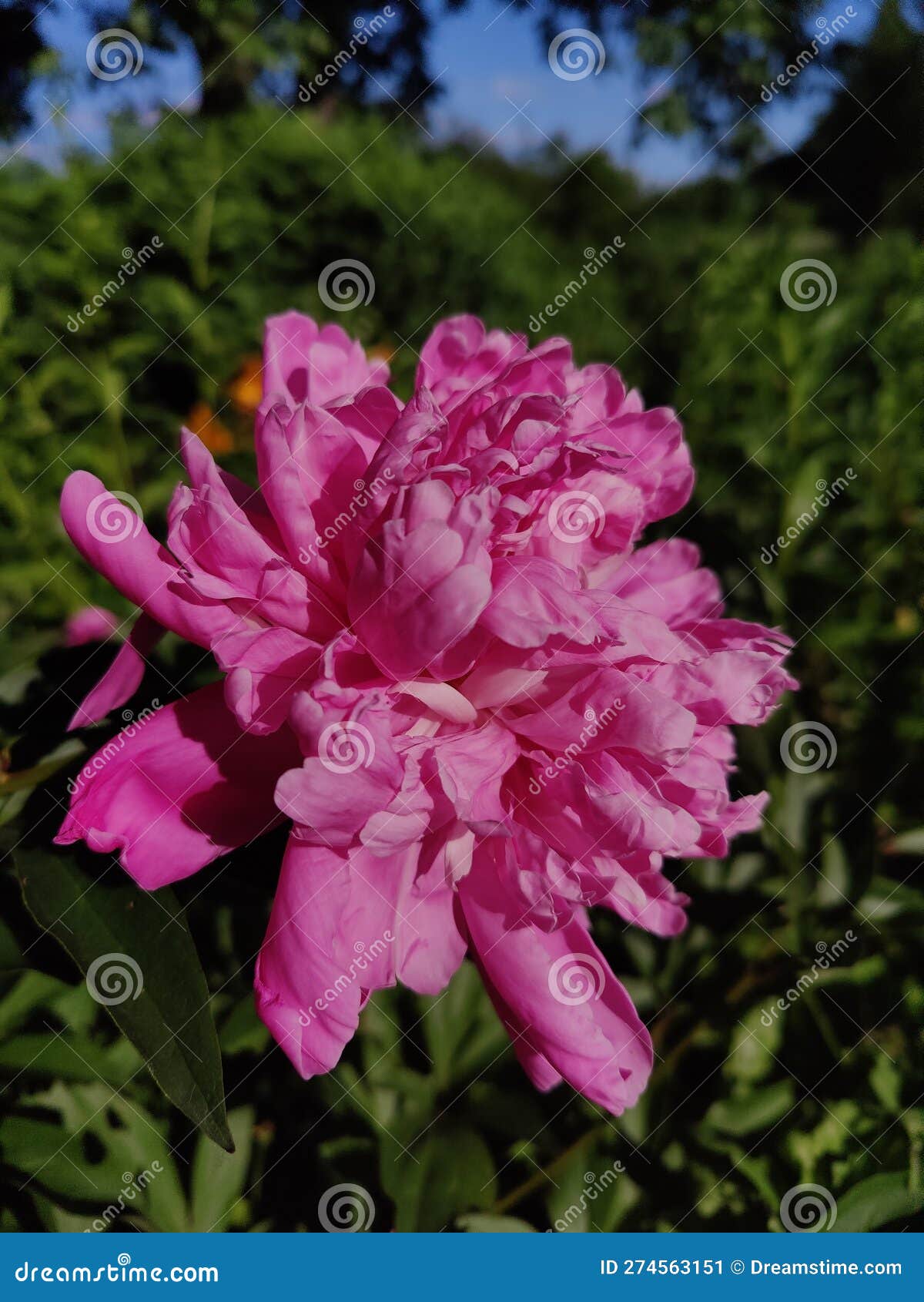 Bright Pink Peony Illuminated by the Sun Stock Image - Image of peony ...
