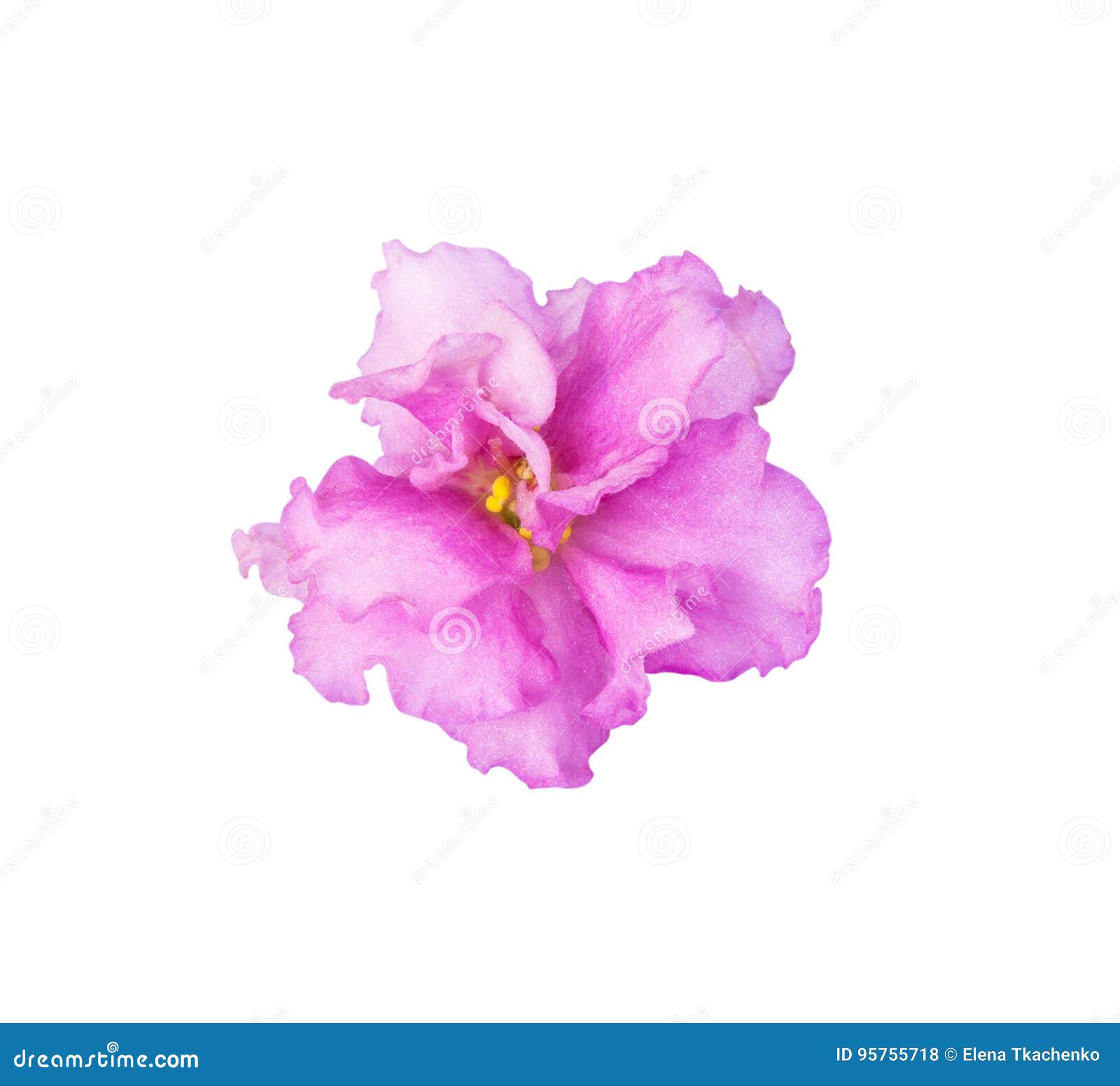 Bright Pink, Purple Violet Highlighted Stock Photo - Image of carved ...