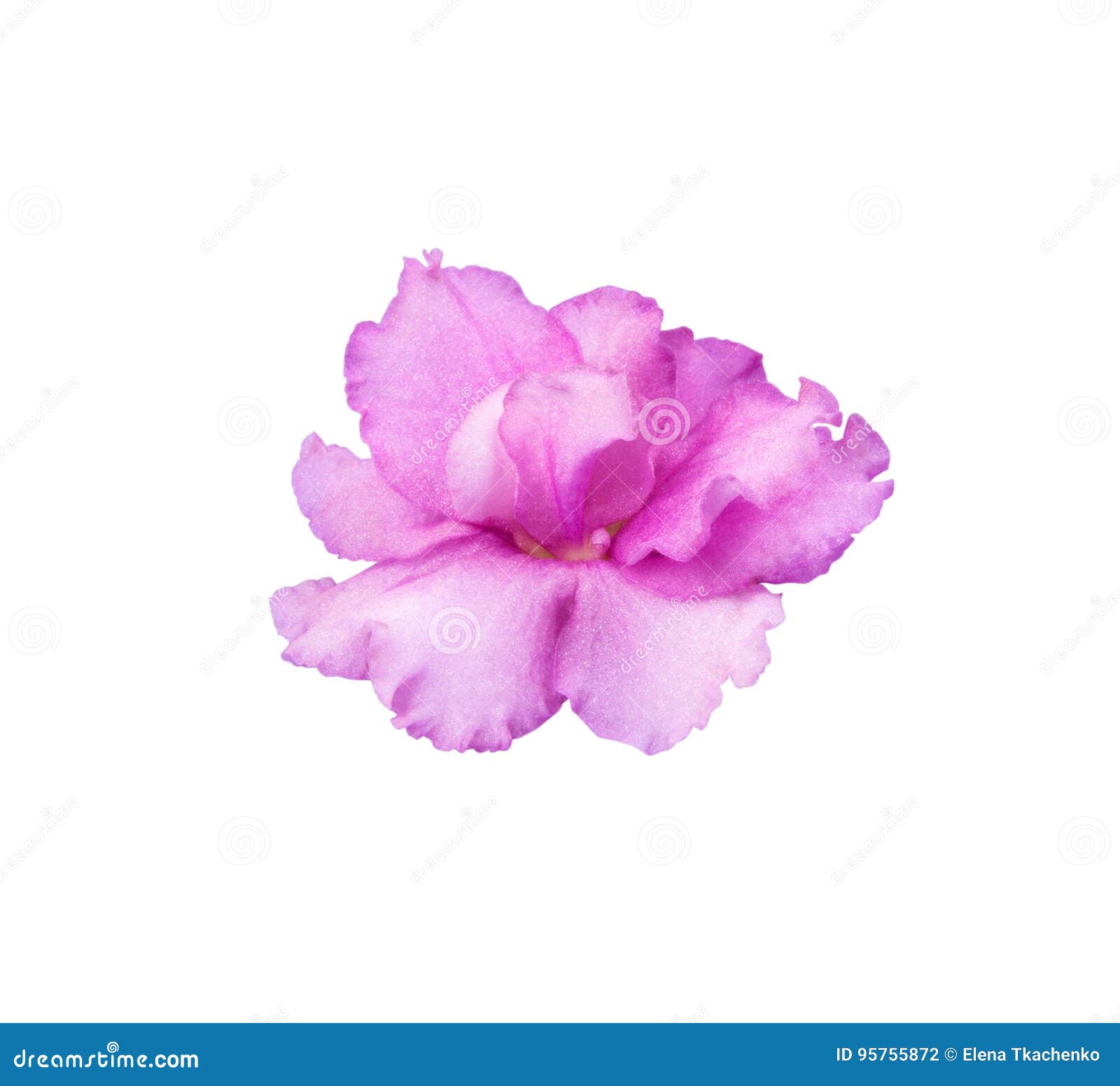 Bright Pink, Purple Violet Highlighted Stock Photo - Image of pearl ...