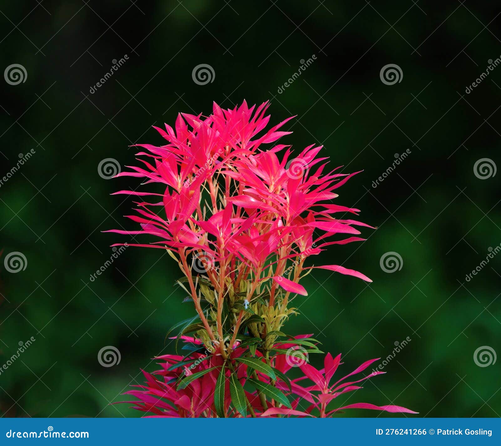 Pieris Forest Flame Garden Plant. Stock Photography | CartoonDealer.com ...