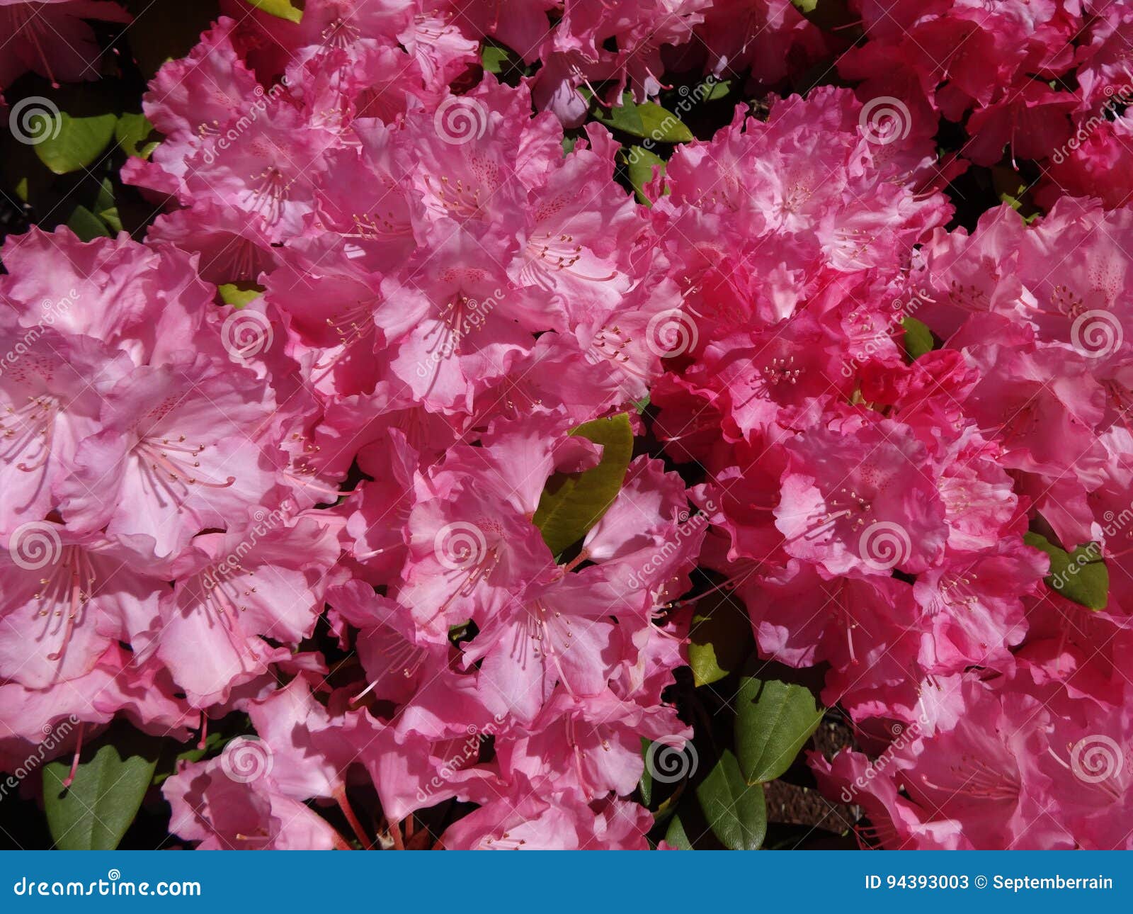 Bright Pink Rhododendron Flowers Stock Image - Image of gardening ...