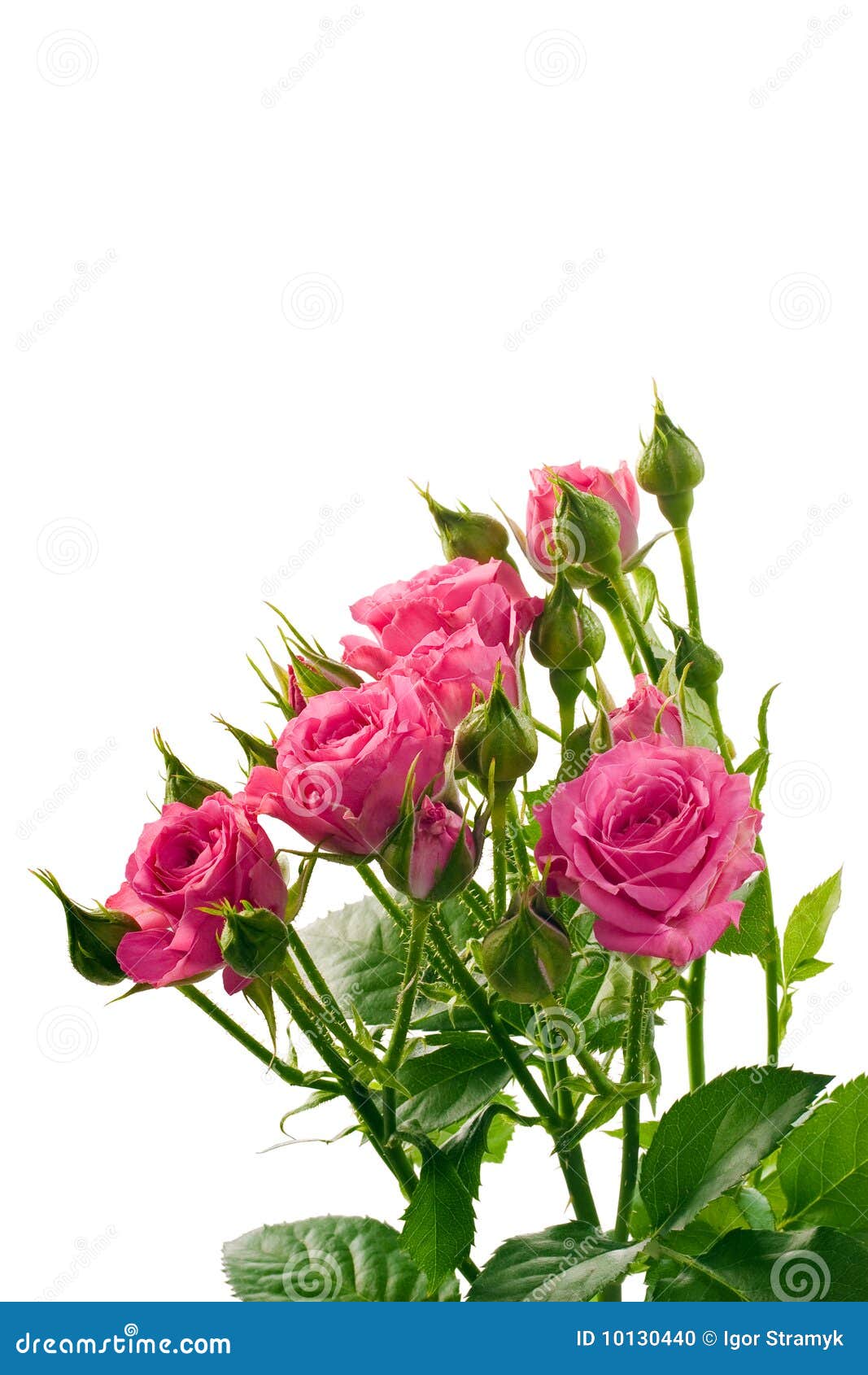 Bright pink roses stock photo. Image of flower, chinensis - 10130440