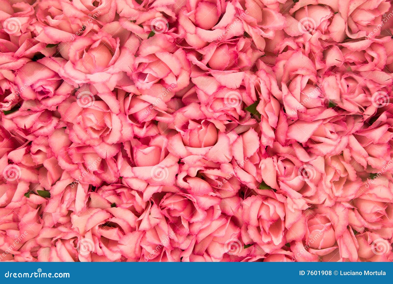 Bright pink roses stock photo. Image of event, grow, macro - 7601908