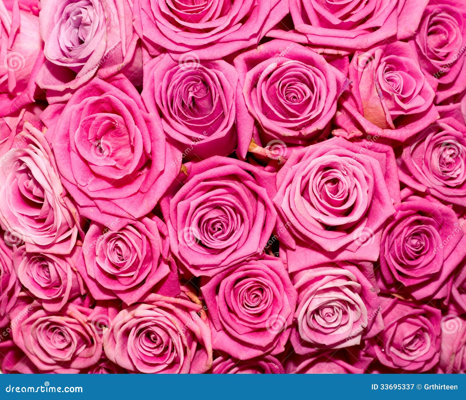 Bright pink roses stock image. Image of posy, gratitude - 33695337