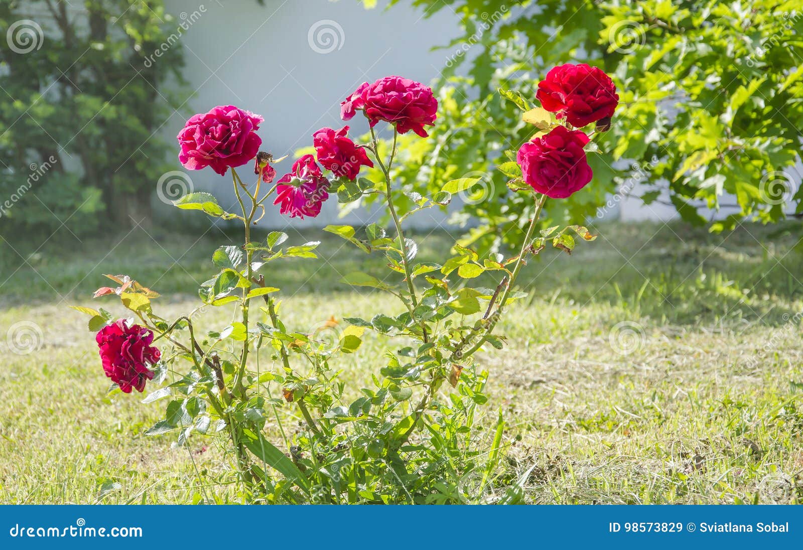 Bright pink roses stock image. Image of blooming, bush - 98573829