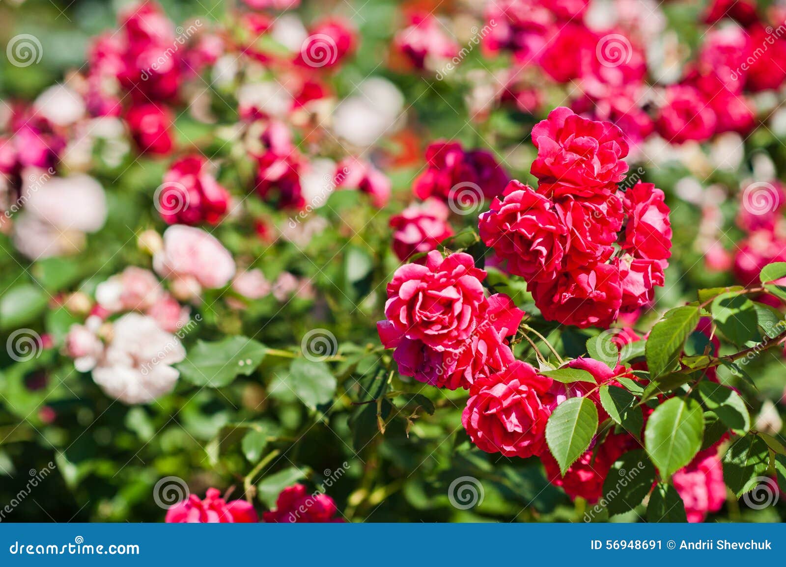 Bright pink roses stock image. Image of spring, background - 56948691