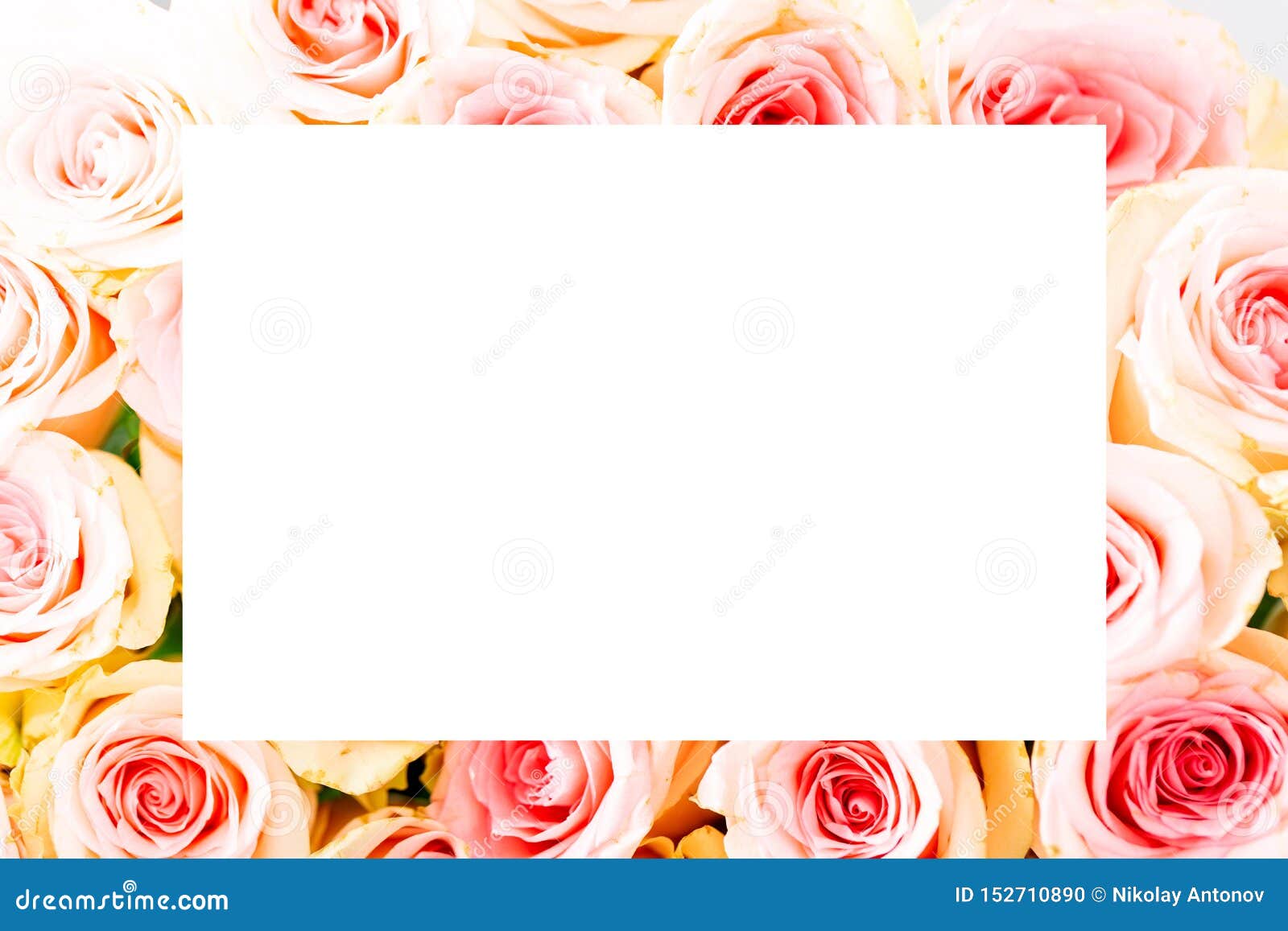 Bright Pink Roses with White Copy Space As a Background Stock Photo ...