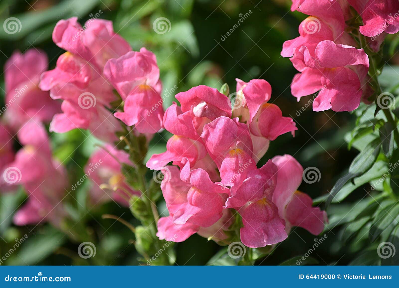 Pink Snapdragons stock photo. Image of flower, botany - 64419000