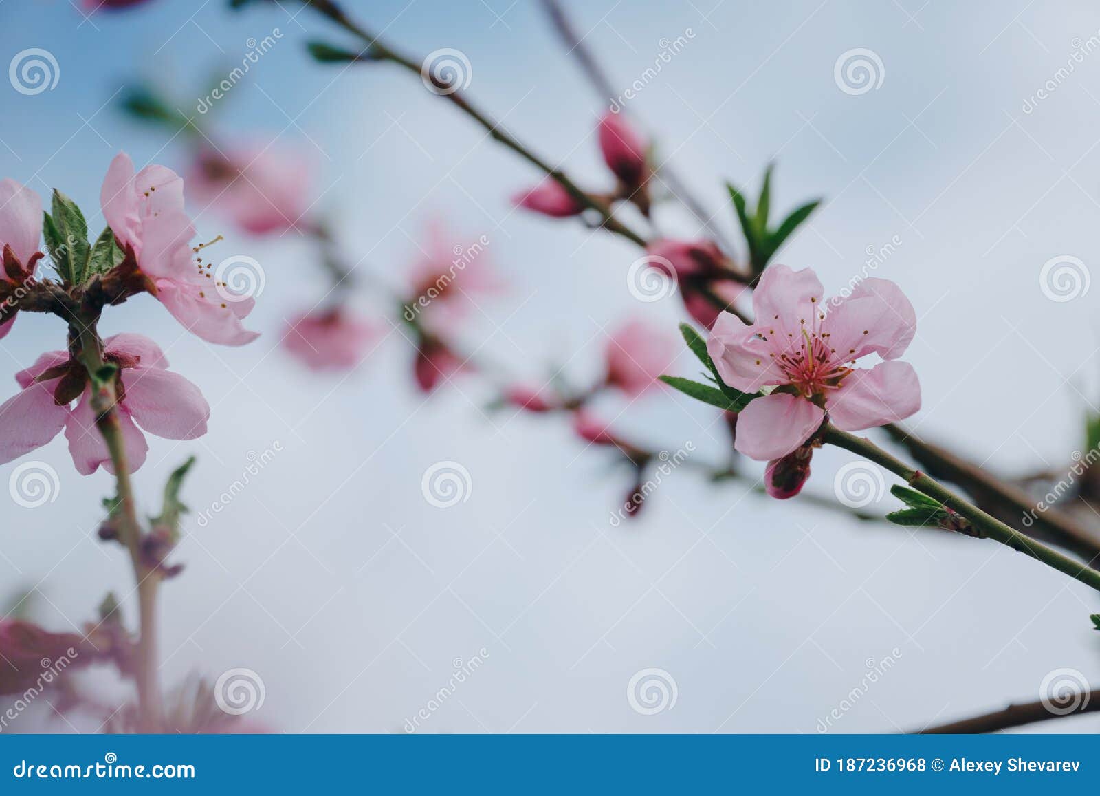Bright Pink Spring Flowers Against a Blue Sky. Spring Blooming of ...