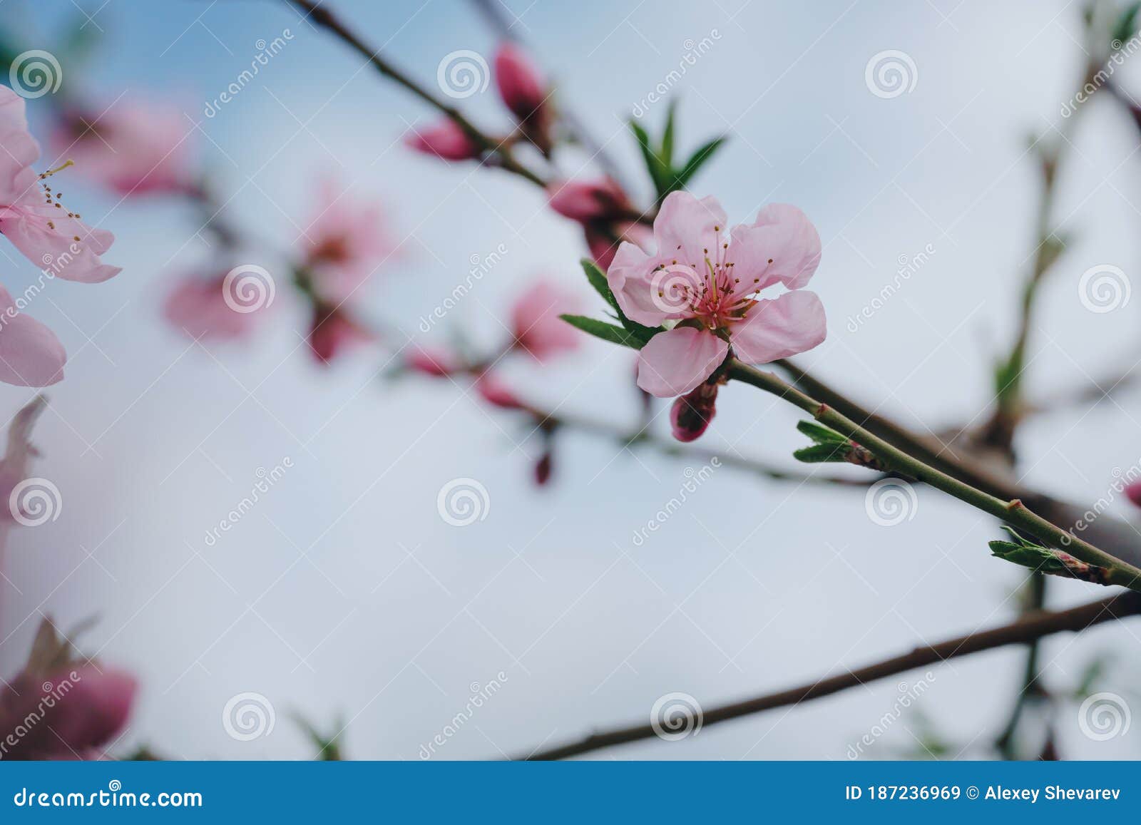 Bright Pink Spring Flowers Against a Blue Sky. Spring Blooming of ...