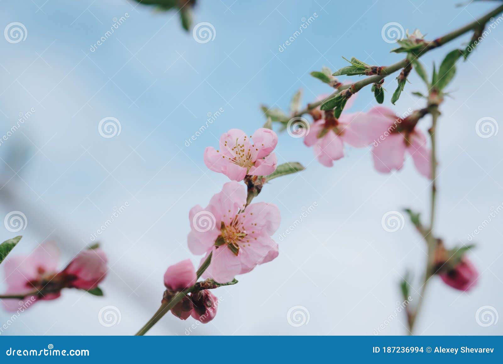 Bright Pink Spring Flowers Against a Blue Sky. Spring Blooming of ...