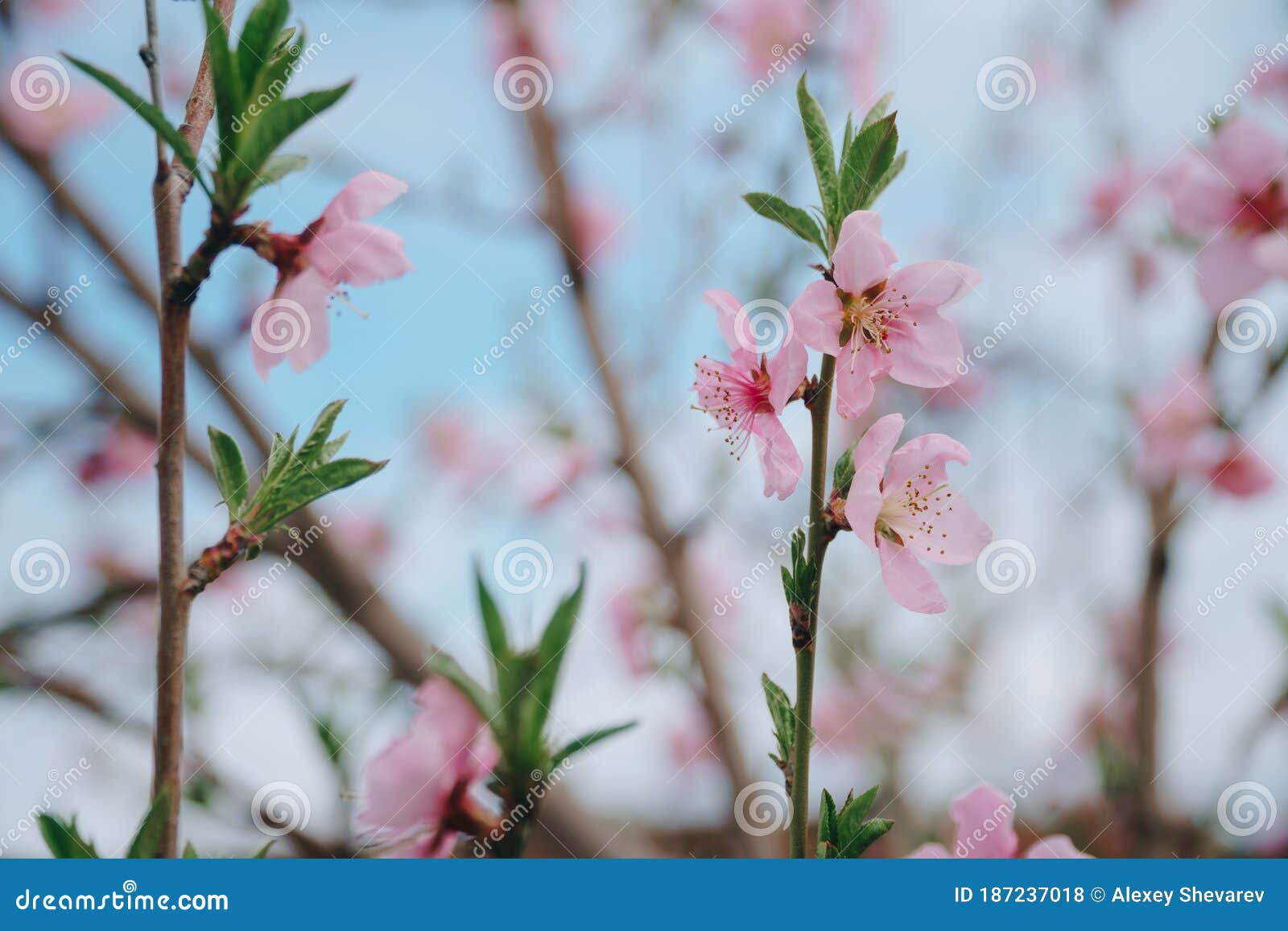 Bright Pink Spring Flowers Against a Blue Sky. Spring Blooming of ...