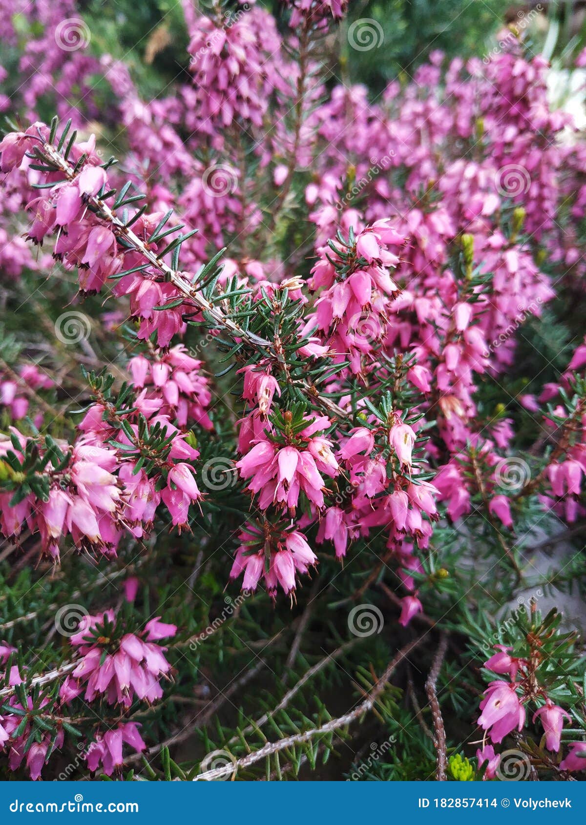 Bright Pink Spring Flowers on a Branch Stock Photo - Image of garden ...