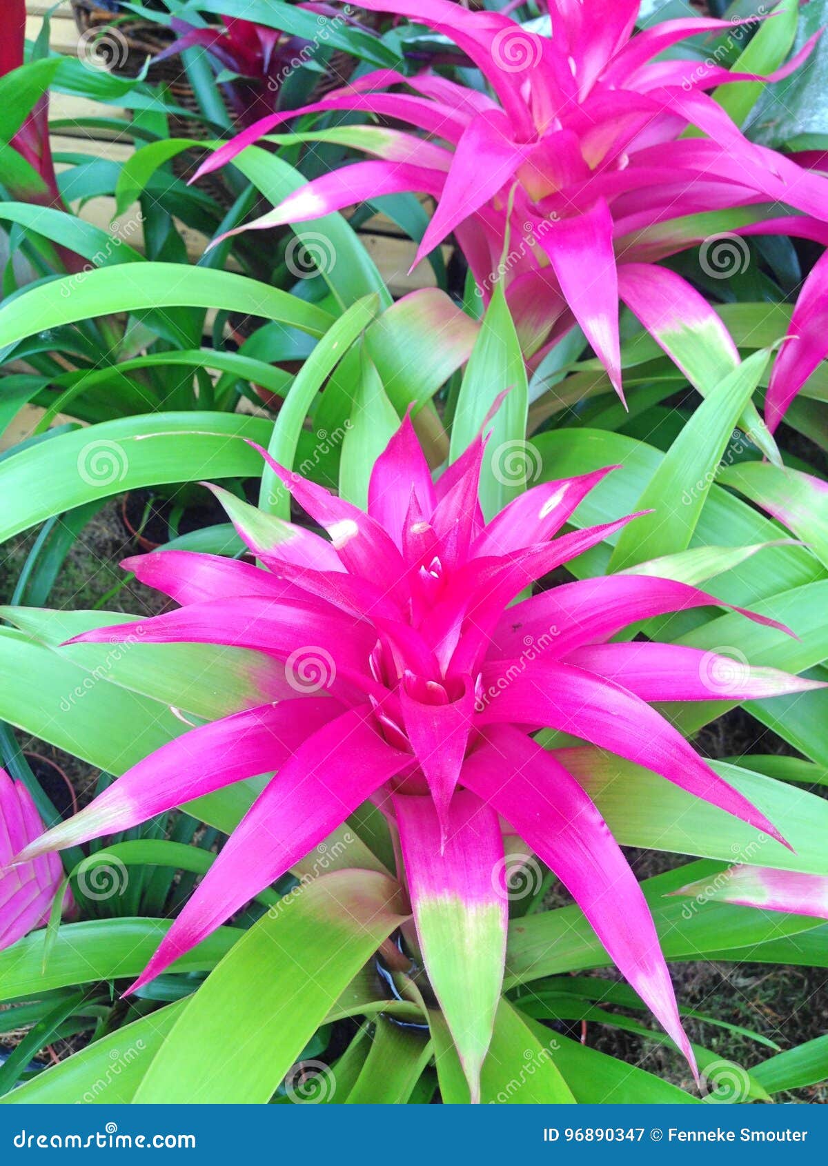 Bright Pink Tropical Bromeliad Flowers Stock Image - Image of floral ...