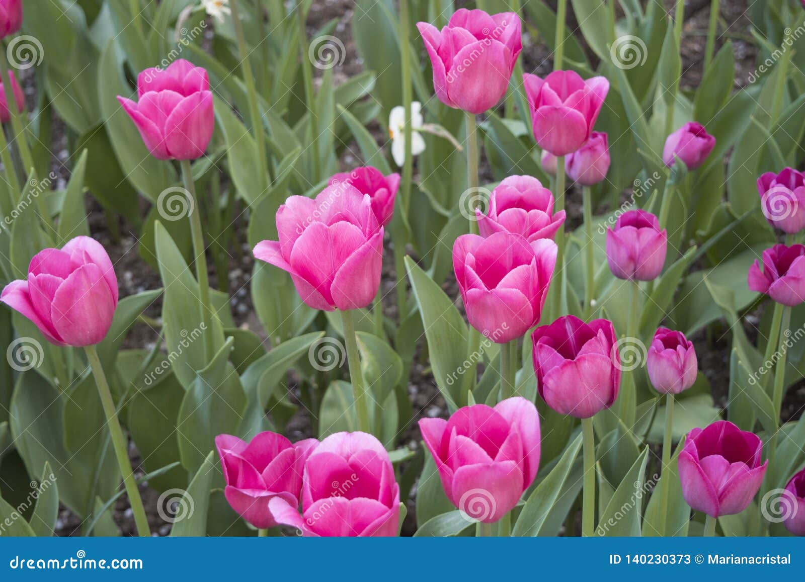 Bright Pink Tulips Blooming in the Garden at the Middle of Spring Day ...