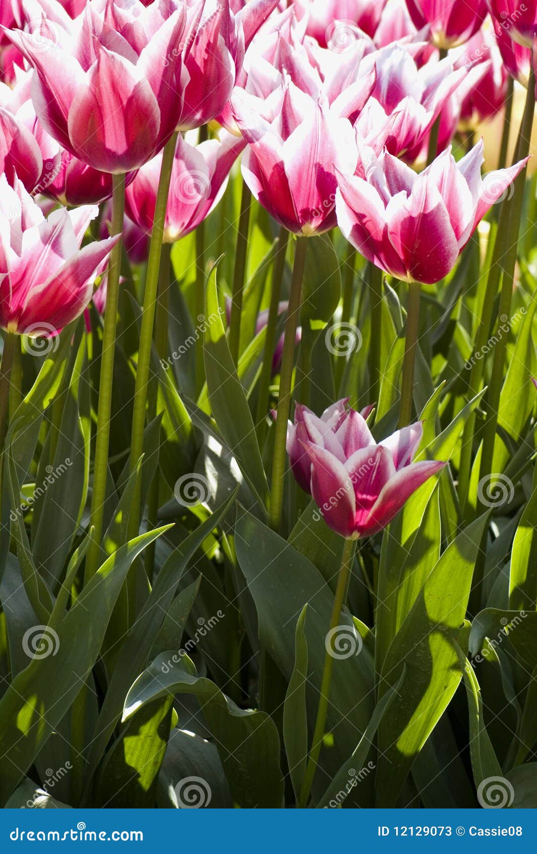 Bright Pink Tulips in the Light Stock Image - Image of bright ...