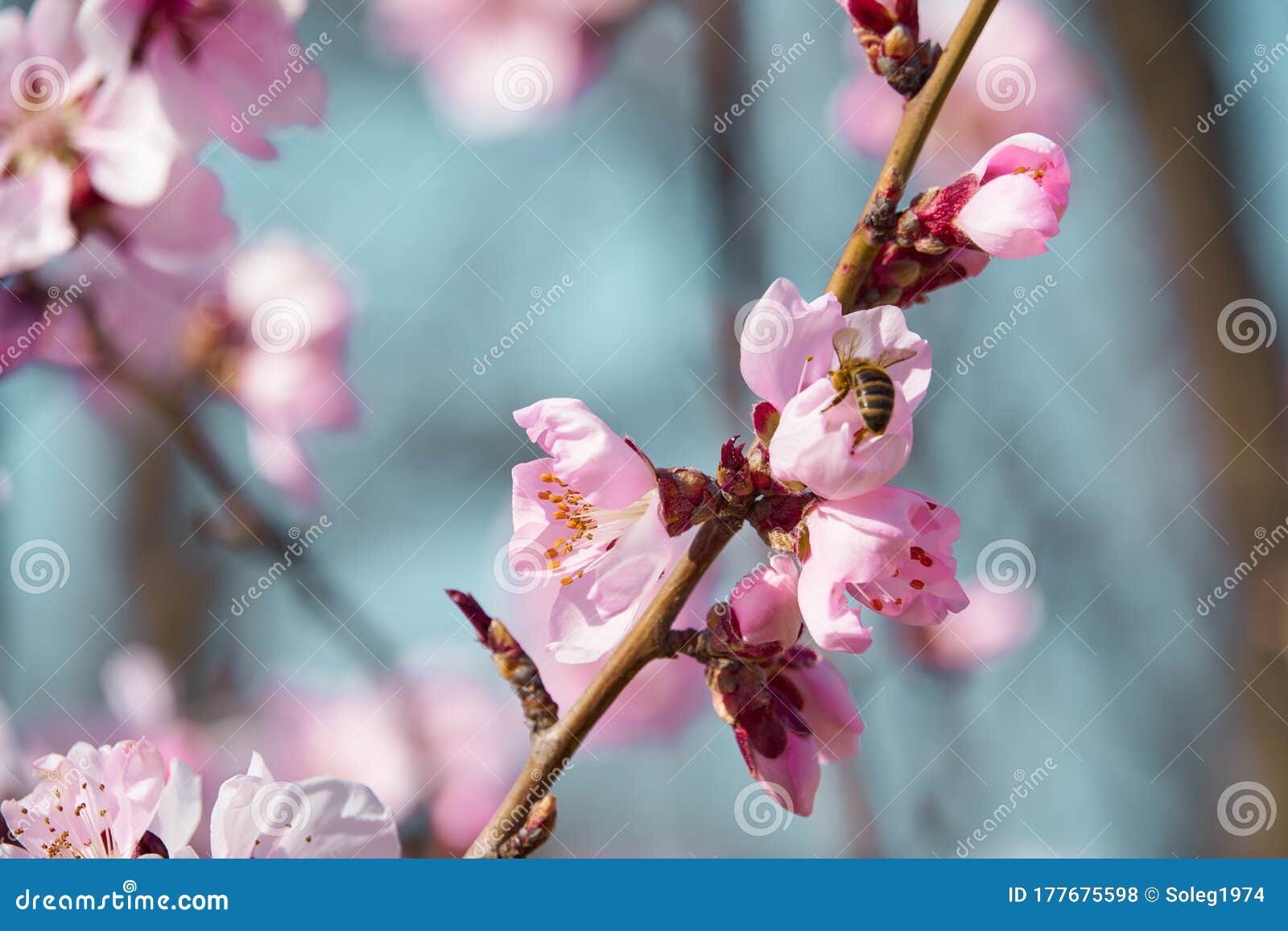 Bright Pink and White Flowers on Trees, Blooming, Spring Landscape ...