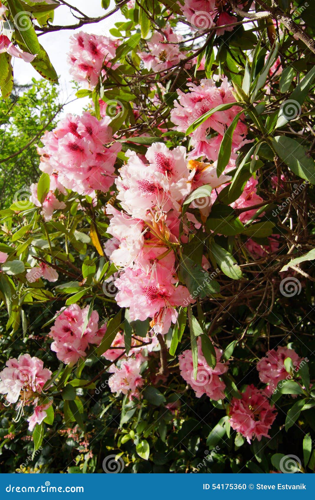 Bright Pink and White Rhododendron Stock Photo - Image of bush, flower ...