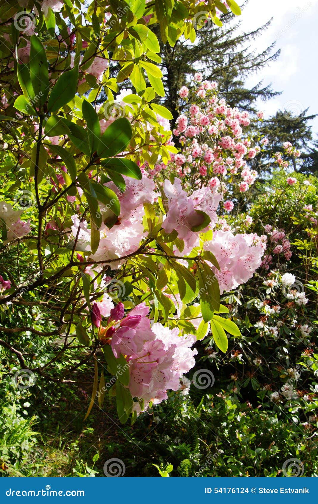 Bright Pink and White Rhododendron Stock Photo - Image of plant, shrub ...