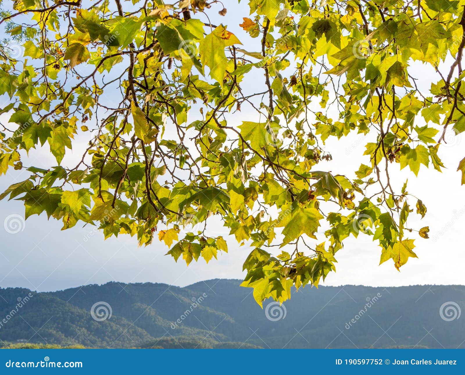 Bright Platanus Hispanica Tree Leaves Backlit at Sunset Stock Photo ...