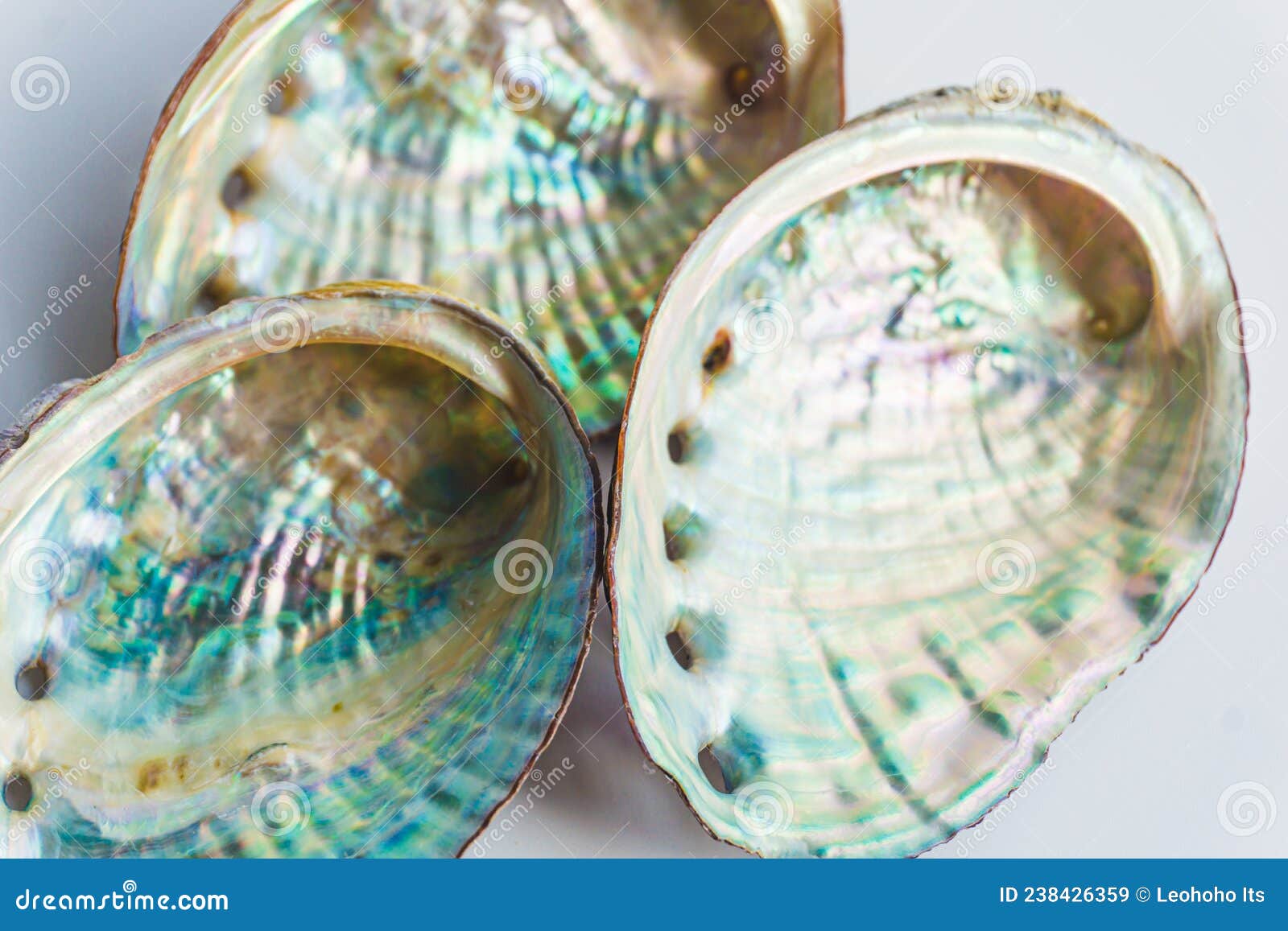 Colorful Abalone Shell on a White Background- Close Up of Mother-of ...