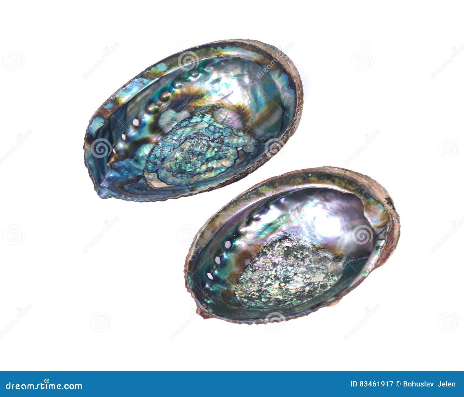 Abalone Shell Texture Stock Photography | CartoonDealer.com #39477710