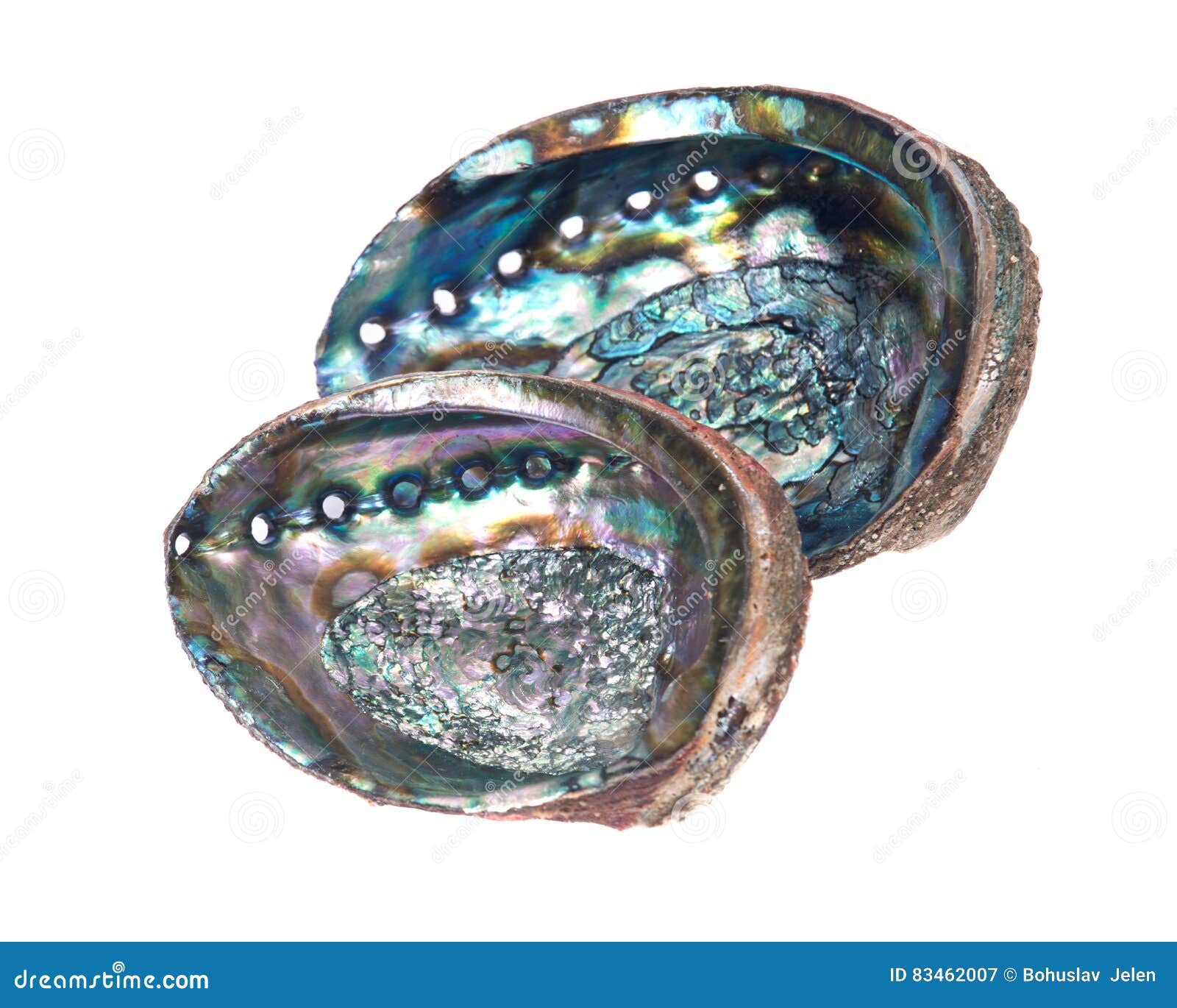 Bright Polished Rainbow Abalone Shell Stock Image - Image of abstract ...
