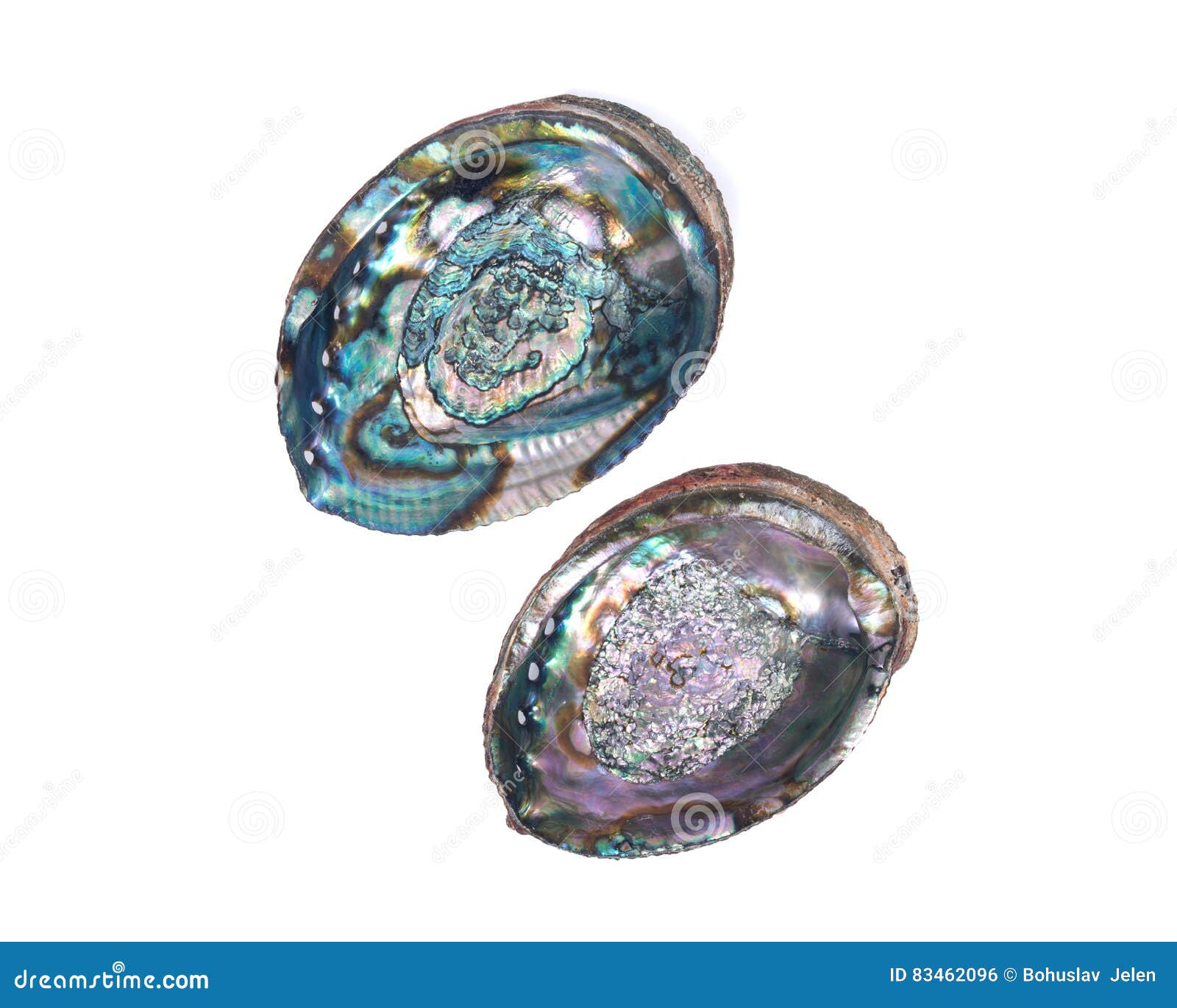 Bright Polished Rainbow Abalone Shell Stock Photo - Image of gastropod ...