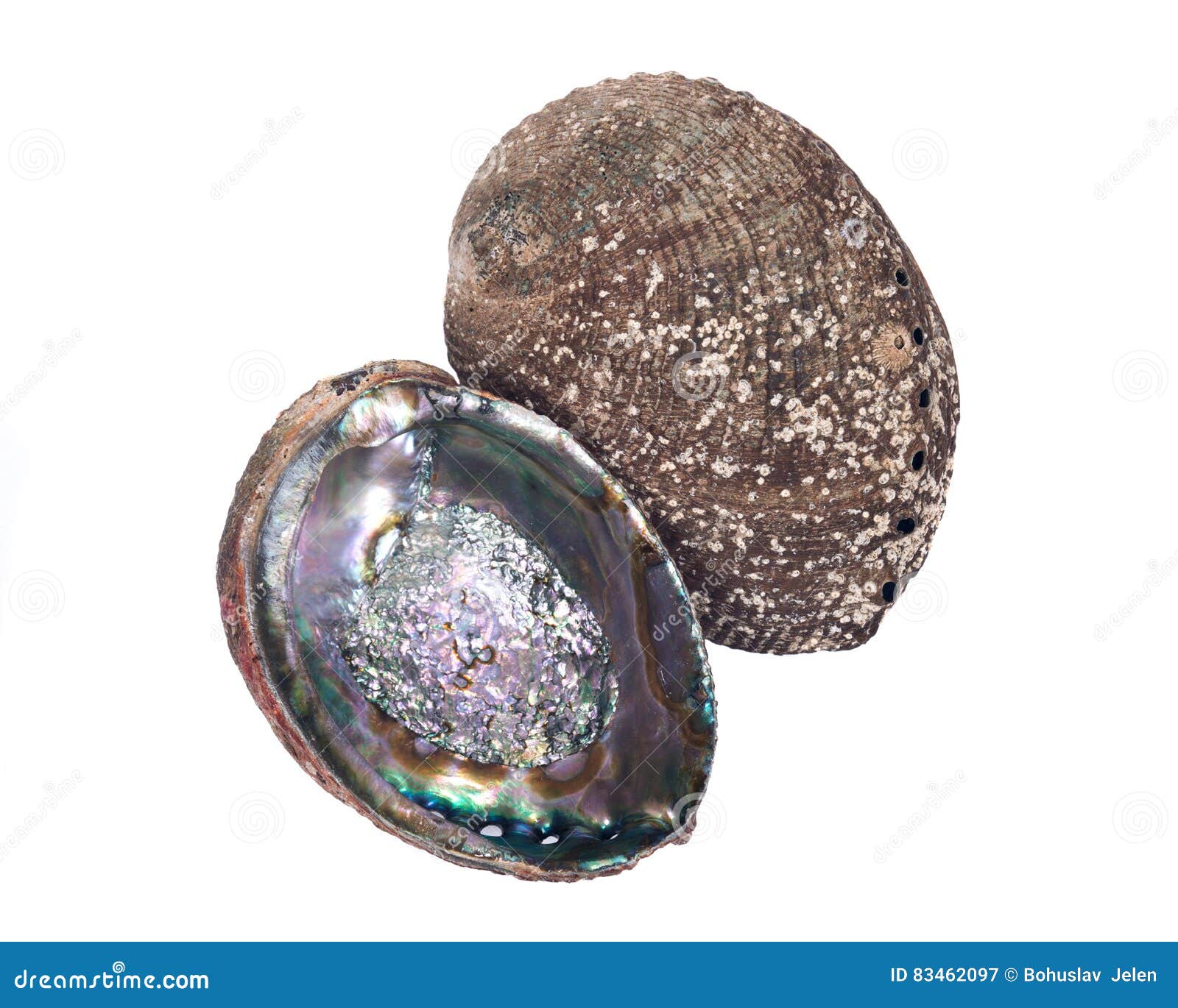 Bright Polished Rainbow Abalone Shell Stock Image - Image of haliotis ...
