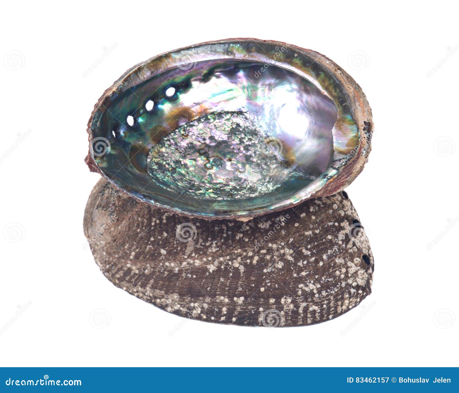 Bright Polished Rainbow Abalone Shell Stock Image - Image of nacre ...