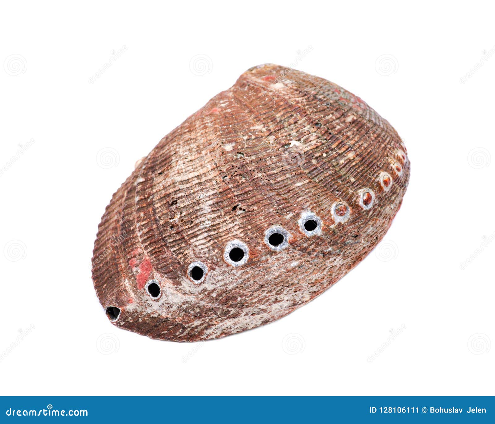 Bright Polished Rainbow Abalone Shell Isolated on White Stock Image ...