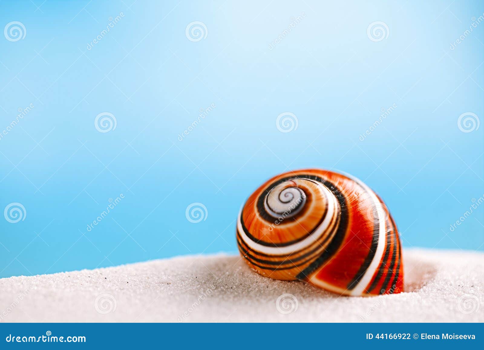 Bright Polymita Shell on White Beach Sand Under the Sun Light Stock ...