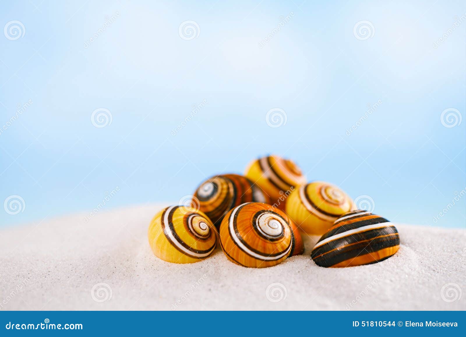 Bright Polymita Shells on White Beach Sand Under the Sun Light Stock ...