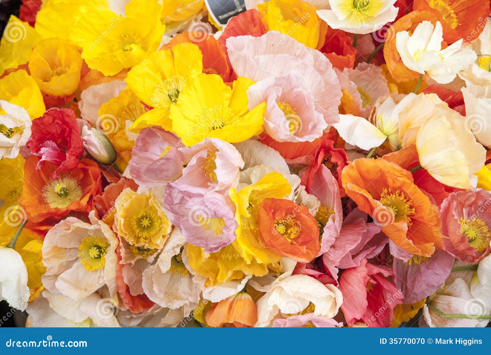 Bright poppies stock photo. Image of detail, background - 35770070